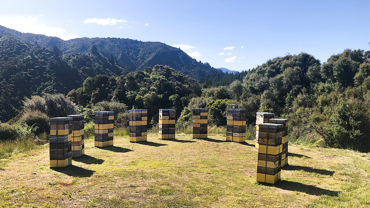 Bees : The unsung heroes of our orchards - Golden Bay Fruit